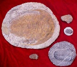 Le Paléozoïque et l'extinction massive